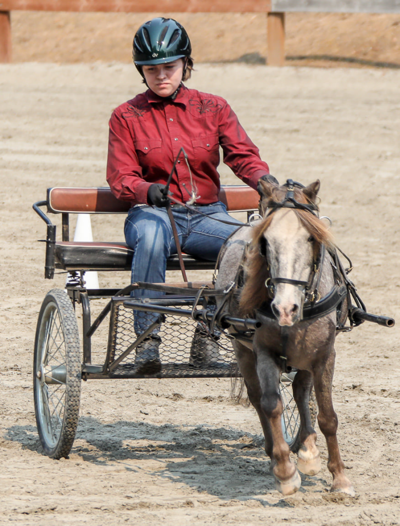 Harness Driving – pc4hhorseleaders.com